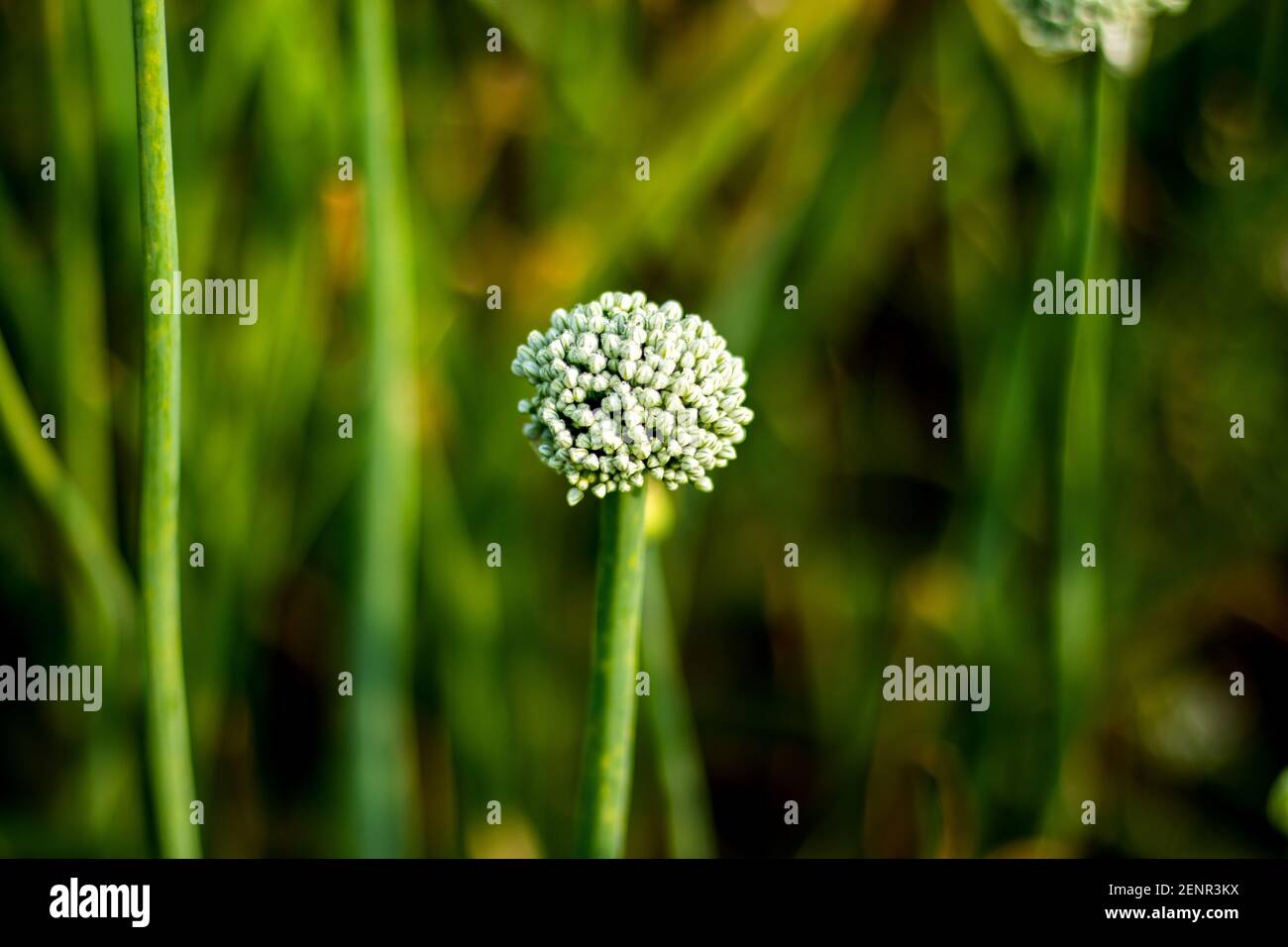 Pineapple plant flower tree hi-res stock photography and images - Alamy