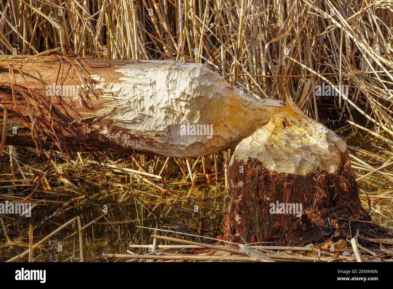 Cartoon forest animals hi-res stock photography and images - Alamy