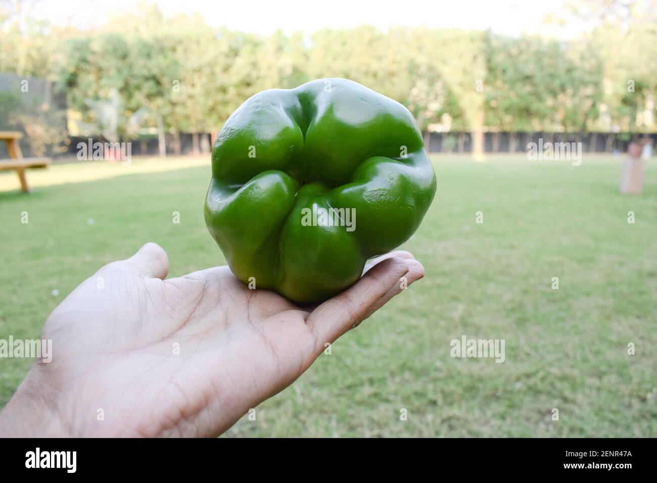 Shimla mirch hi-res stock photography and images - Alamy