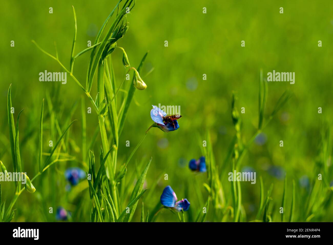 Grass Vetchling, Lathyrus nissolia, grows best in dry grassy places ...
