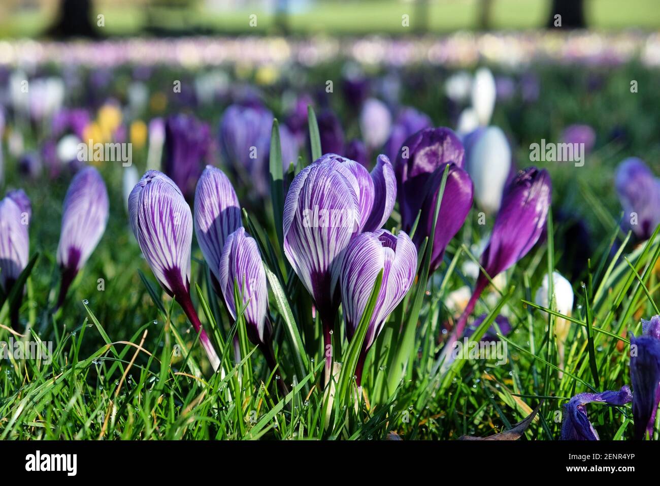Purple striped crocus vernus 'Pickwick' in flower Stock Photo - Alamy