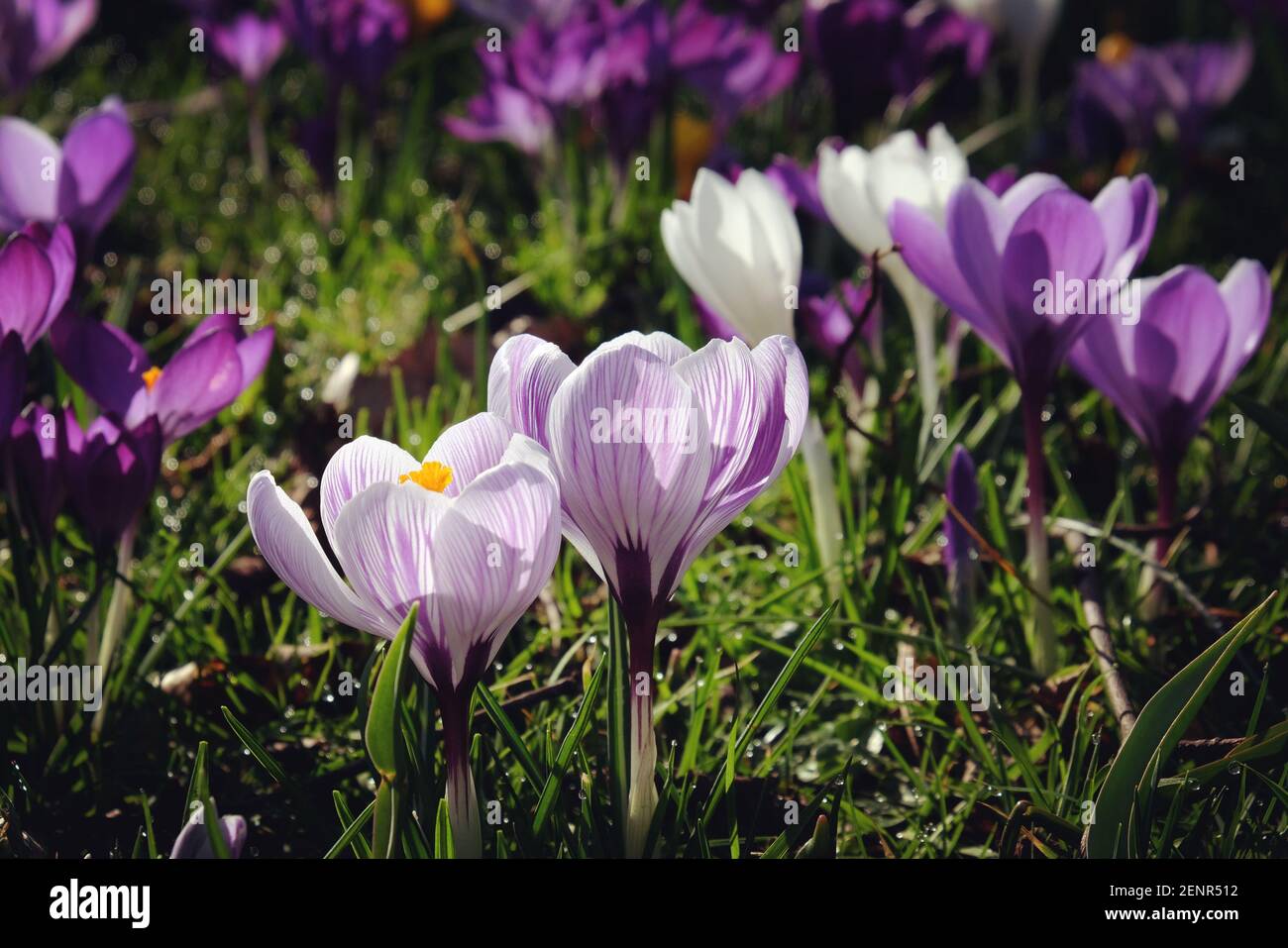 Purple striped crocus vernus 'Pickwick' in flower Stock Photo - Alamy