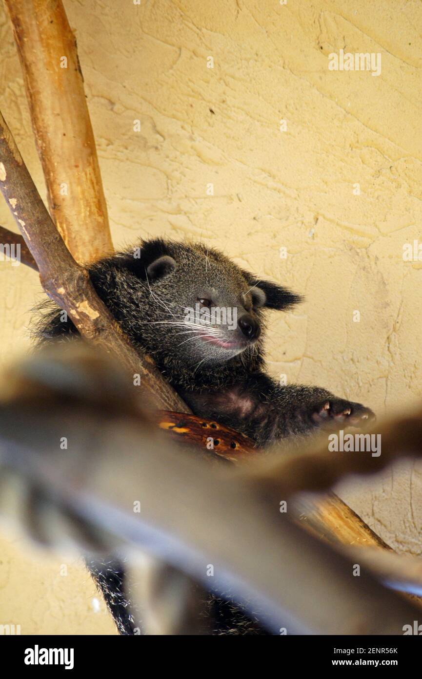 Bearcat aka Binturong is one of the most rare and the oldest animal ...