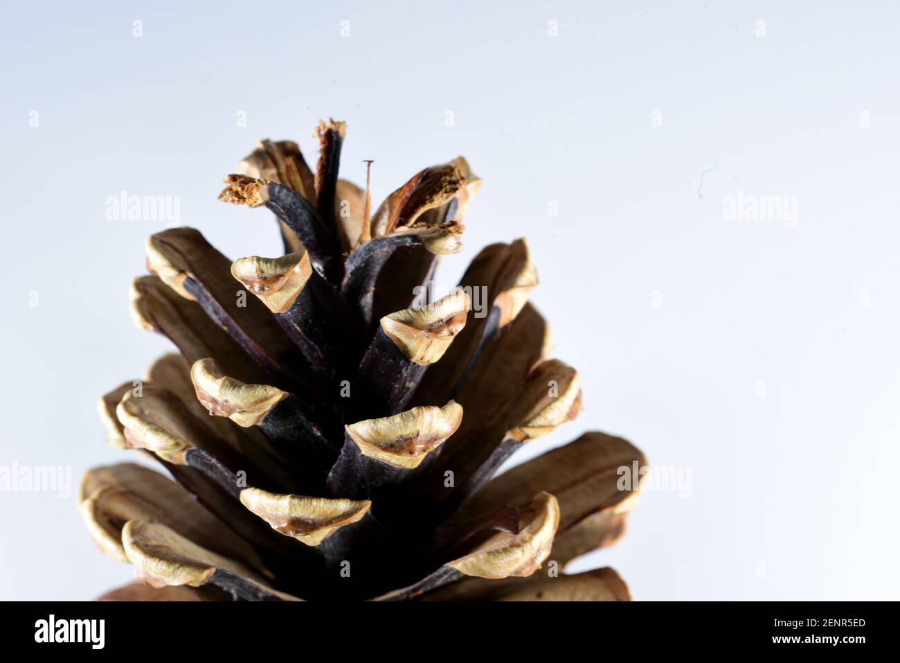 Solo cone hi-res stock photography and images - Alamy