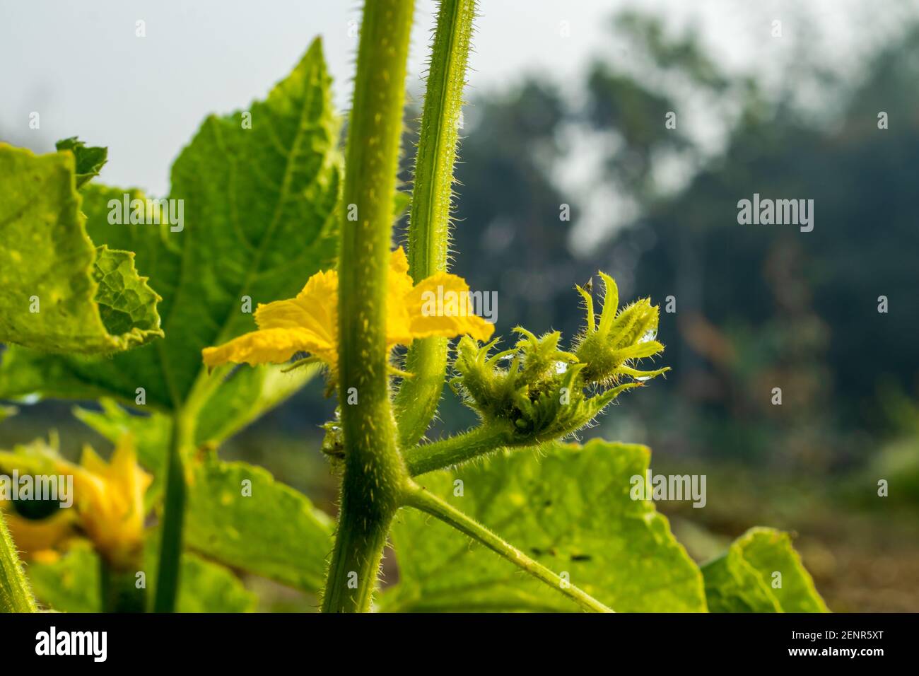 Fast growing plantation hi-res stock photography and images - Alamy