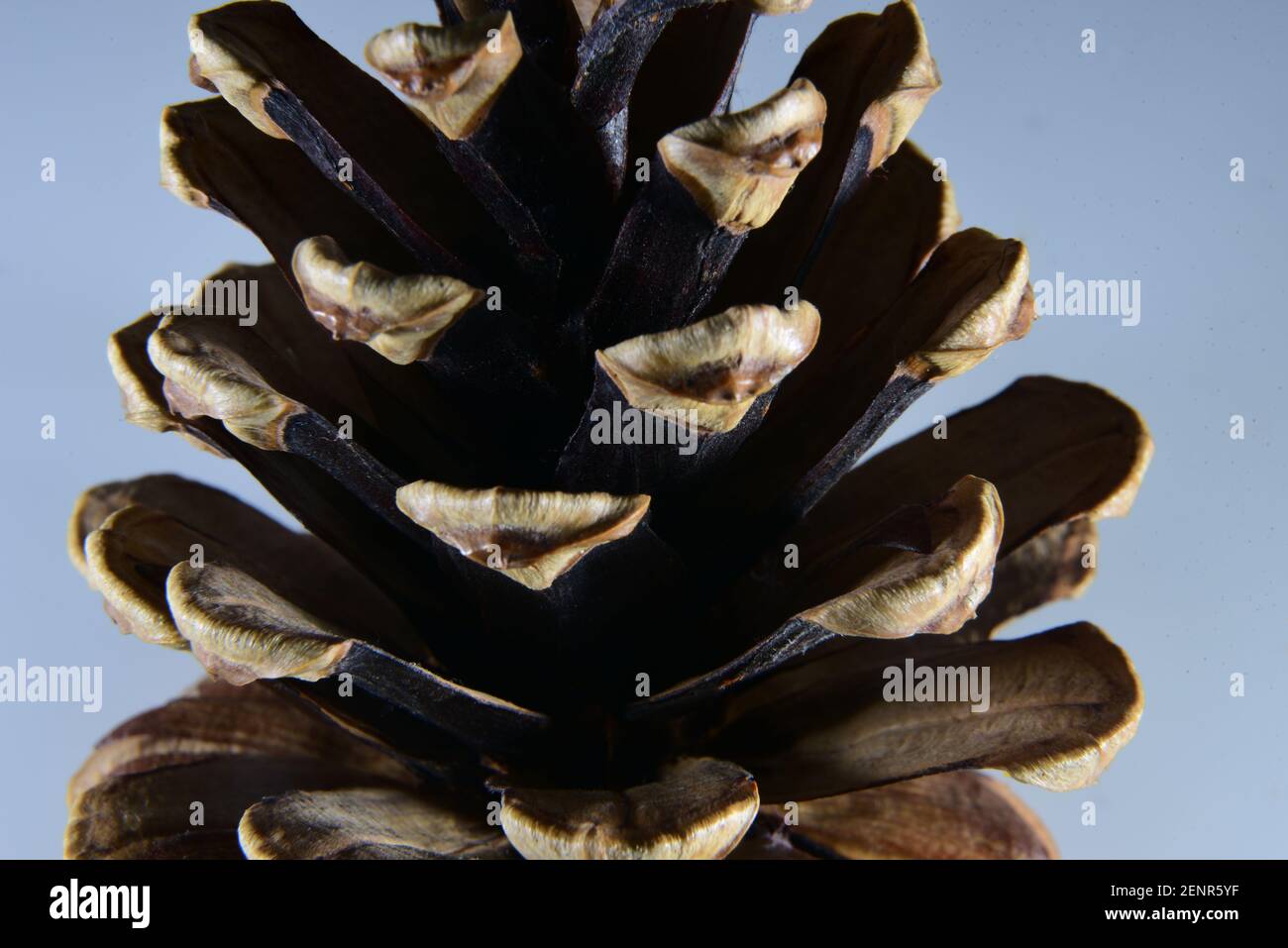 Sample conifer hi-res stock photography and images - Alamy