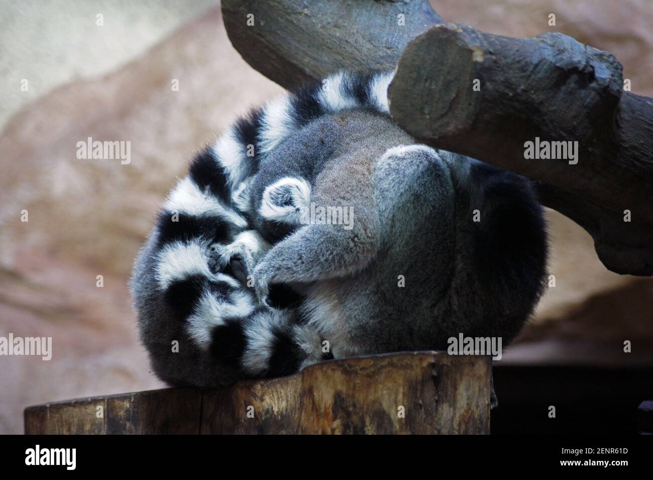 Madagascar King Julian Dancing