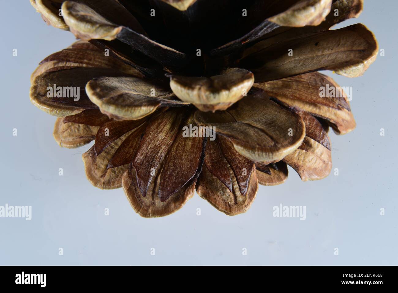 Sample conifer hi-res stock photography and images - Alamy