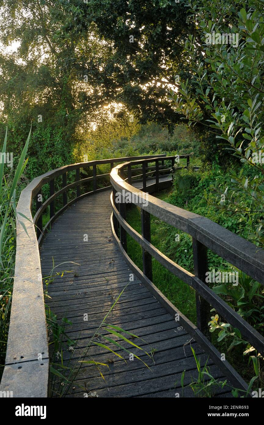 A walkway leading through Ham Wall Nature Reserve, Somerset, UK Stock ...