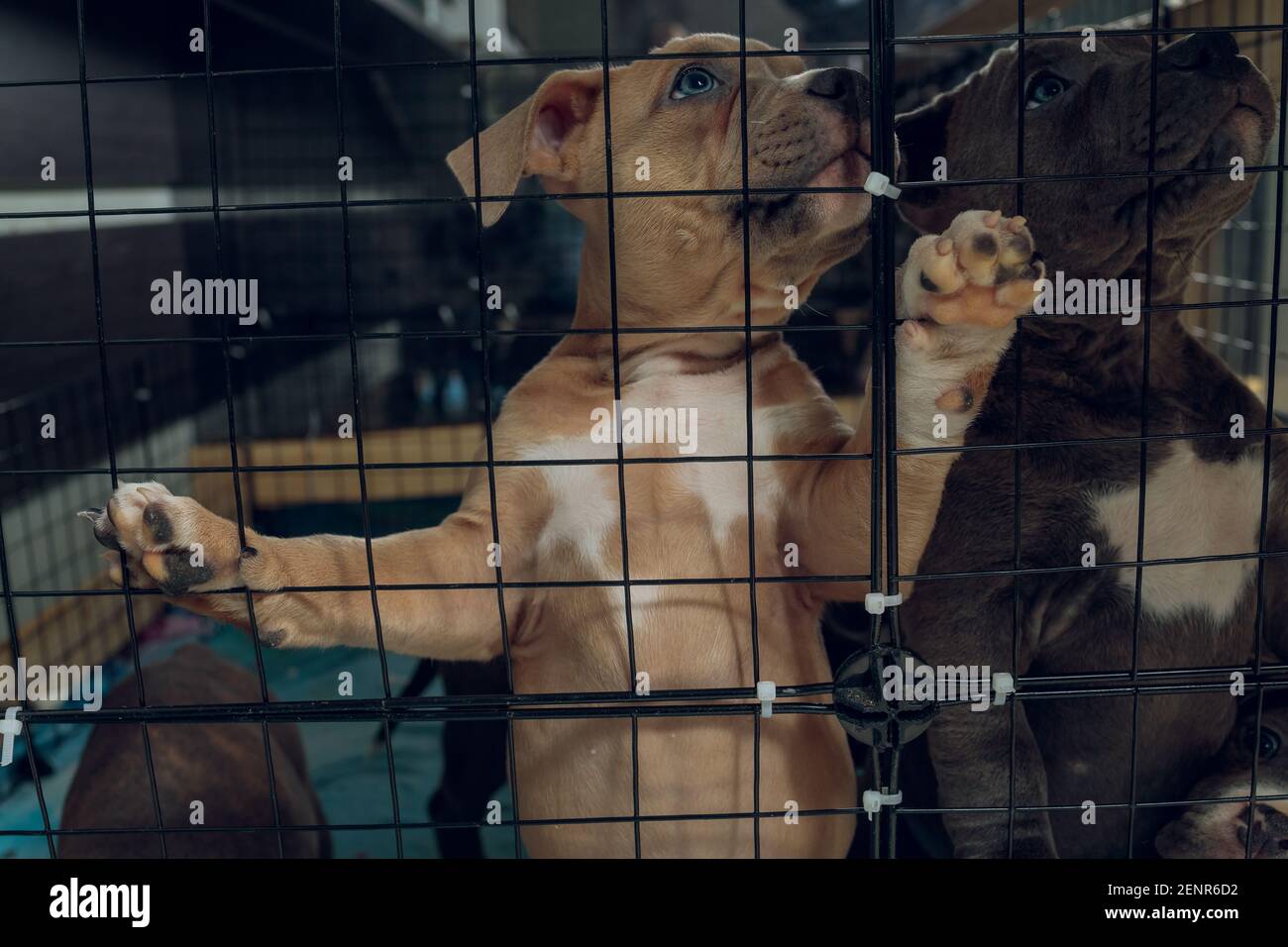 pitbull puppies inside a cage in a shelter Stock Photo - Alamy