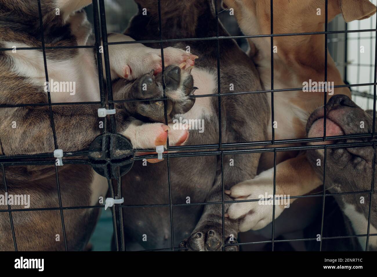 pitbull puppies inside a cage in a shelter Stock Photo - Alamy