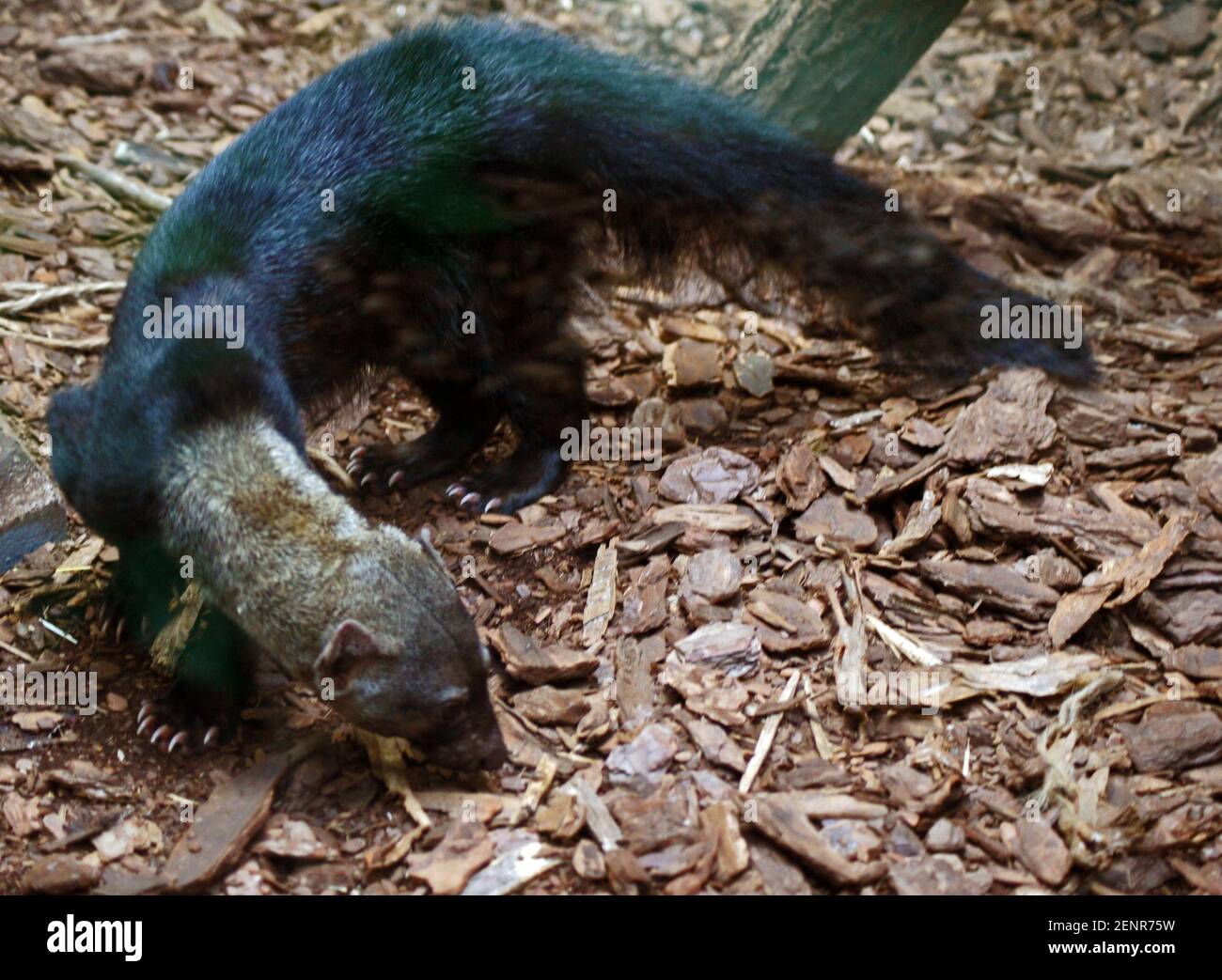 Tayra aka Hirara Stock Photo - Alamy