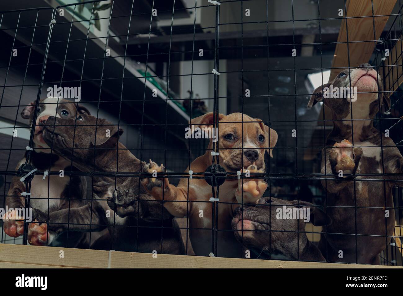 pitbull puppies inside a cage in a shelter Stock Photo - Alamy