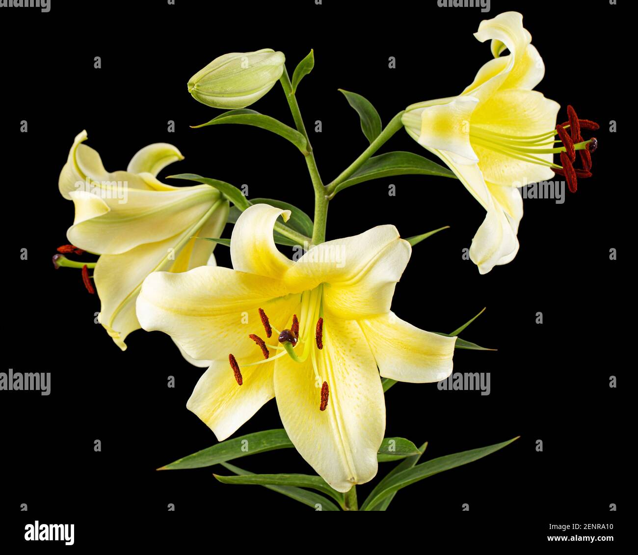 Flower of yellow oriental lily, isolated on black background Stock ...