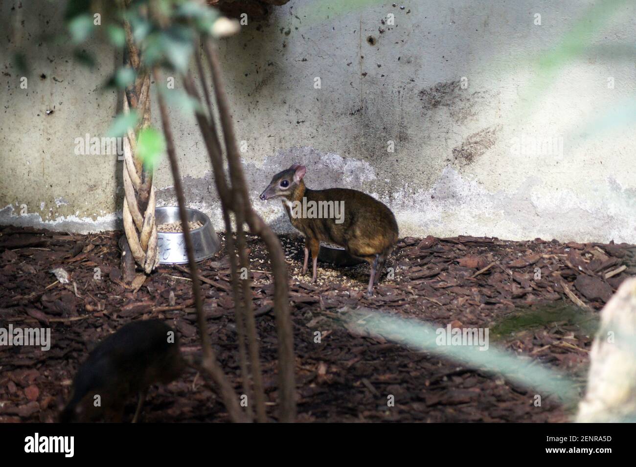 Mouse-deer , the smallest deer in the world Stock Photo - Alamy