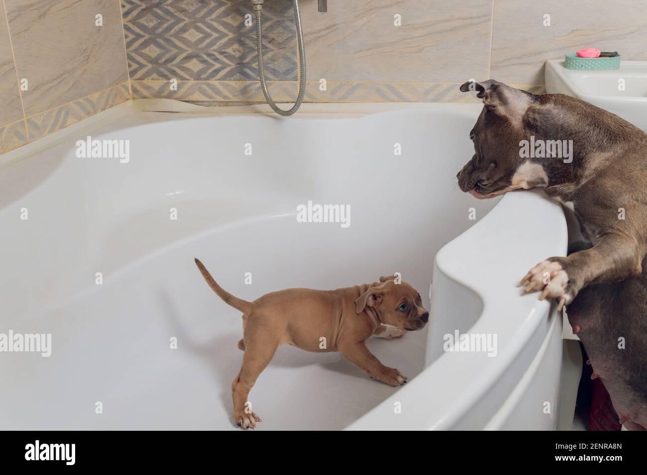 American Bully bathing, Pitbull, dog cleaning, dog wet a bath Stock ...