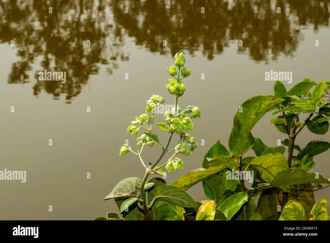 The Genus Clerodendrum Family Verbenaceae. This is a large genus of ...
