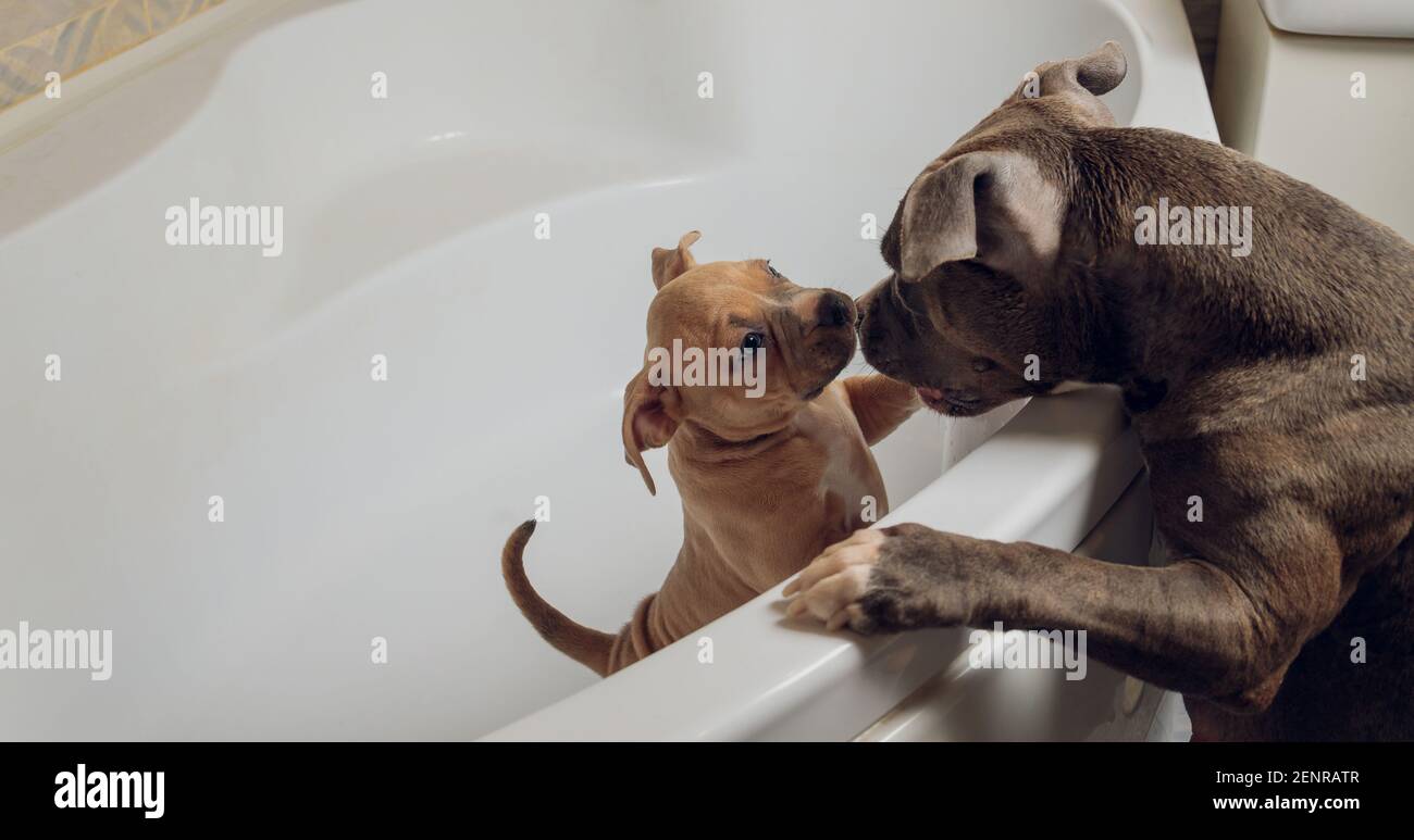 American Bully bathing, Pitbull, dog cleaning, dog wet a bath Stock ...