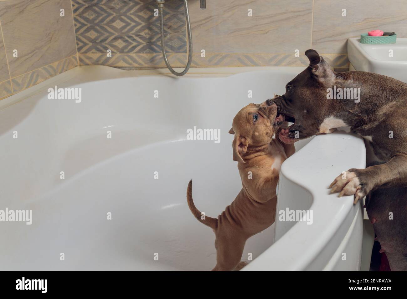 American Bully bathing, Pitbull, dog cleaning, dog wet a bath Stock ...