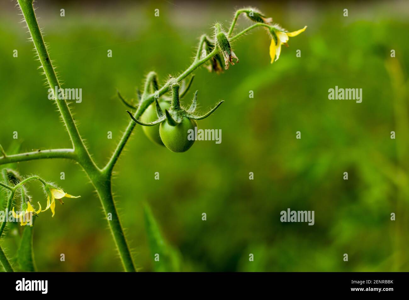 The very small and tiny green tomatoes growing in the home garden ...
