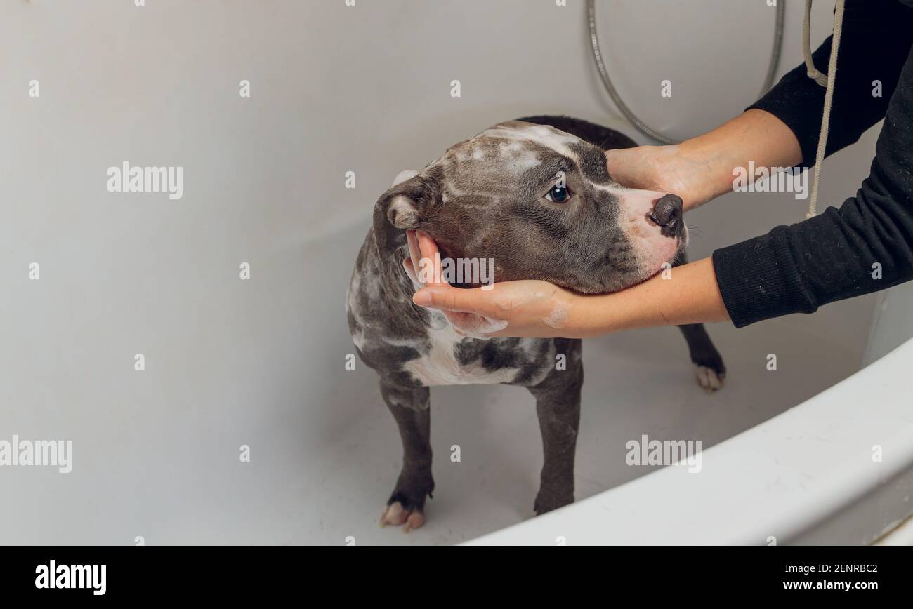 American Bully bathing, Pitbull, dog cleaning, dog wet a bath Stock ...