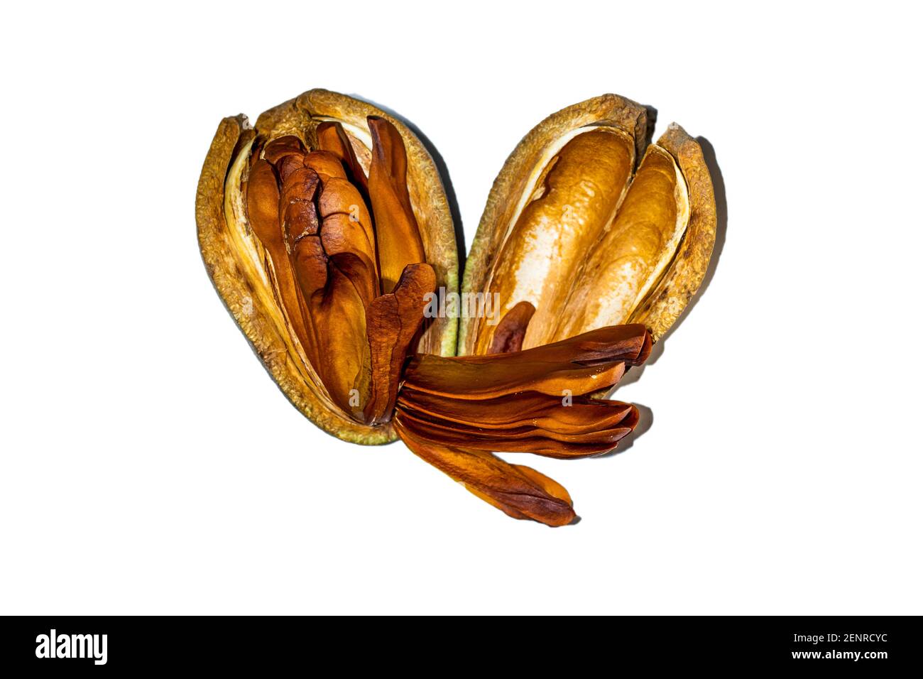 Meliaceae High Resolution Stock Photography and Images - Alamy