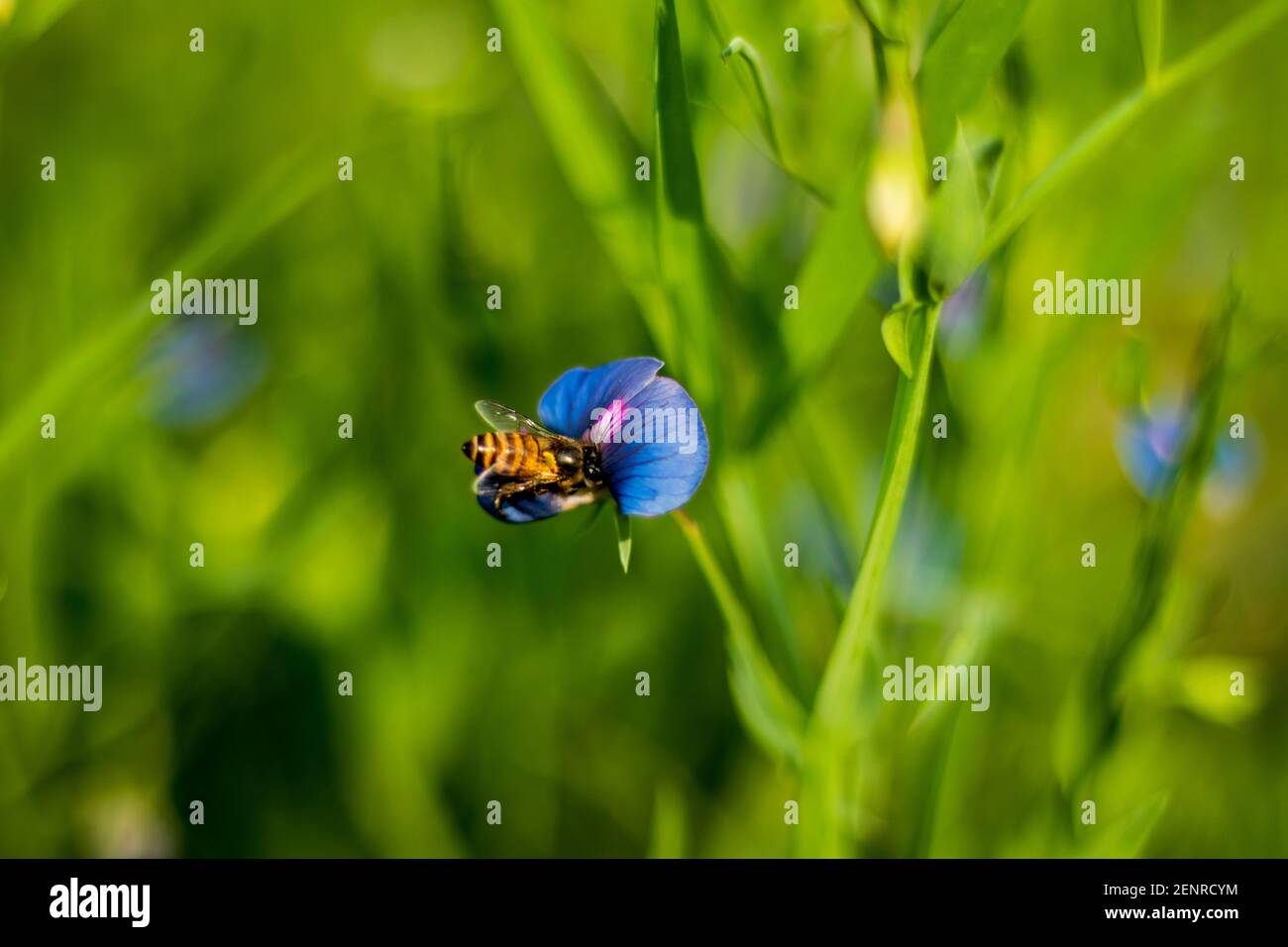Vegetables and flower plant, Grass vetchling, Lathyrus nissolia, from ...
