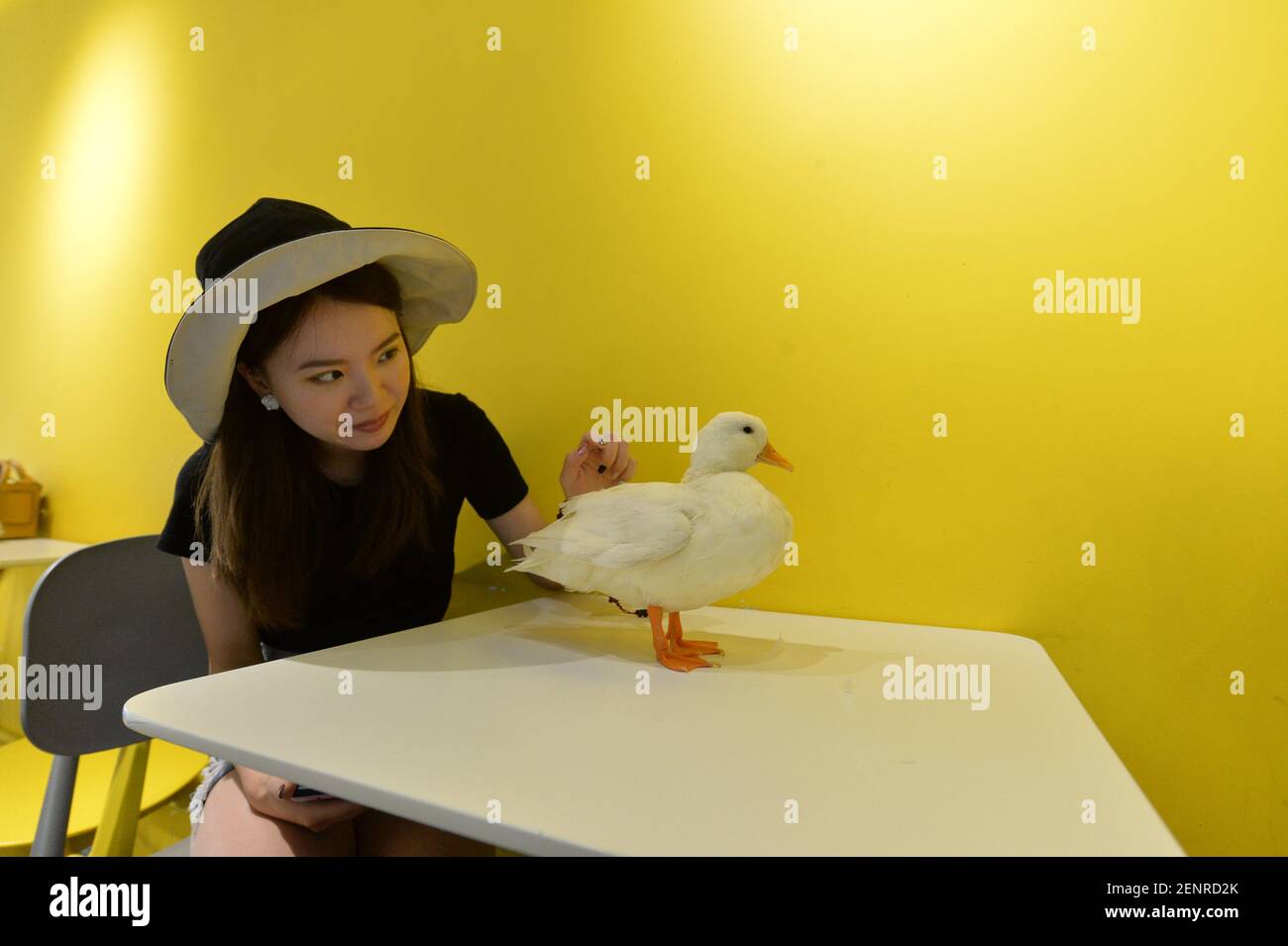 Customers play with pet ducks raised in a dessert store in Chengdu city ...