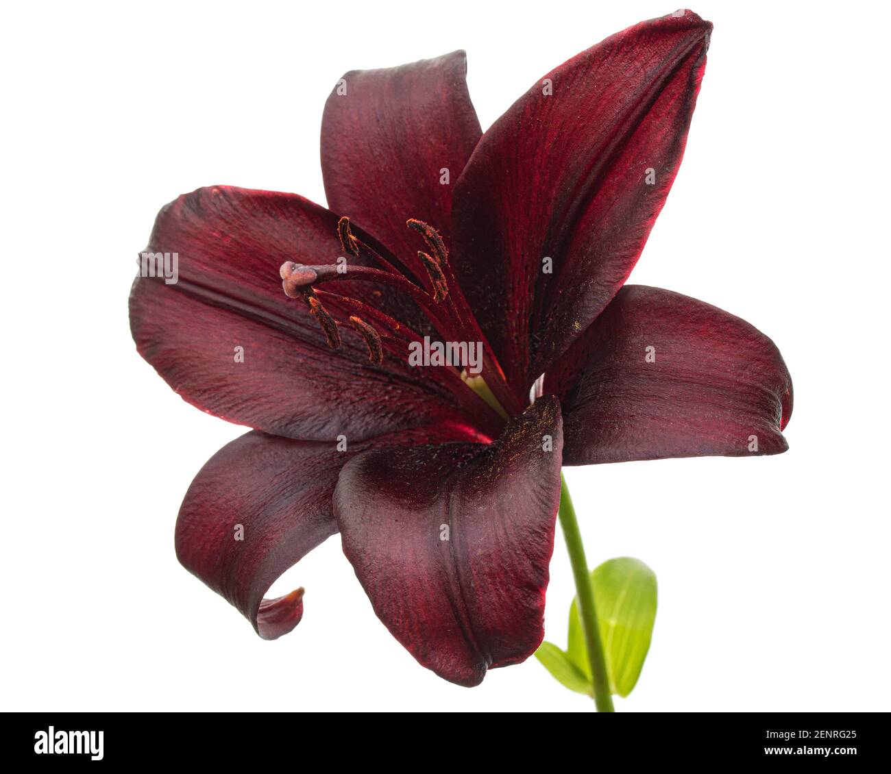 Red dark burgundy color Cut Out Stock Images & Pictures - Alamy
