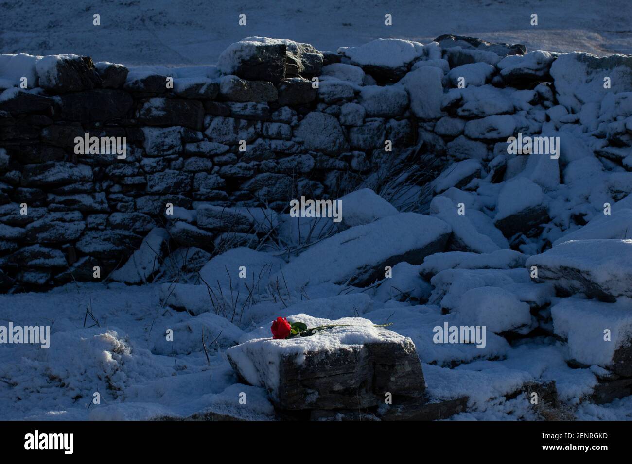 Plastic rose on snow landscape in Shetland Stock Photo - Alamy