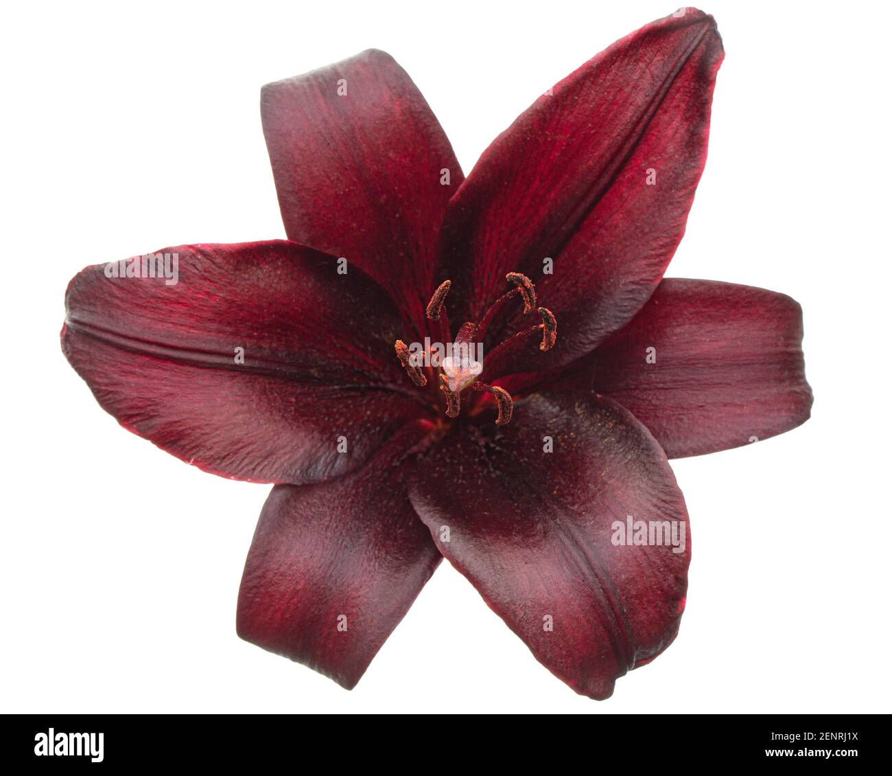 Red dark burgundy color Cut Out Stock Images & Pictures - Alamy