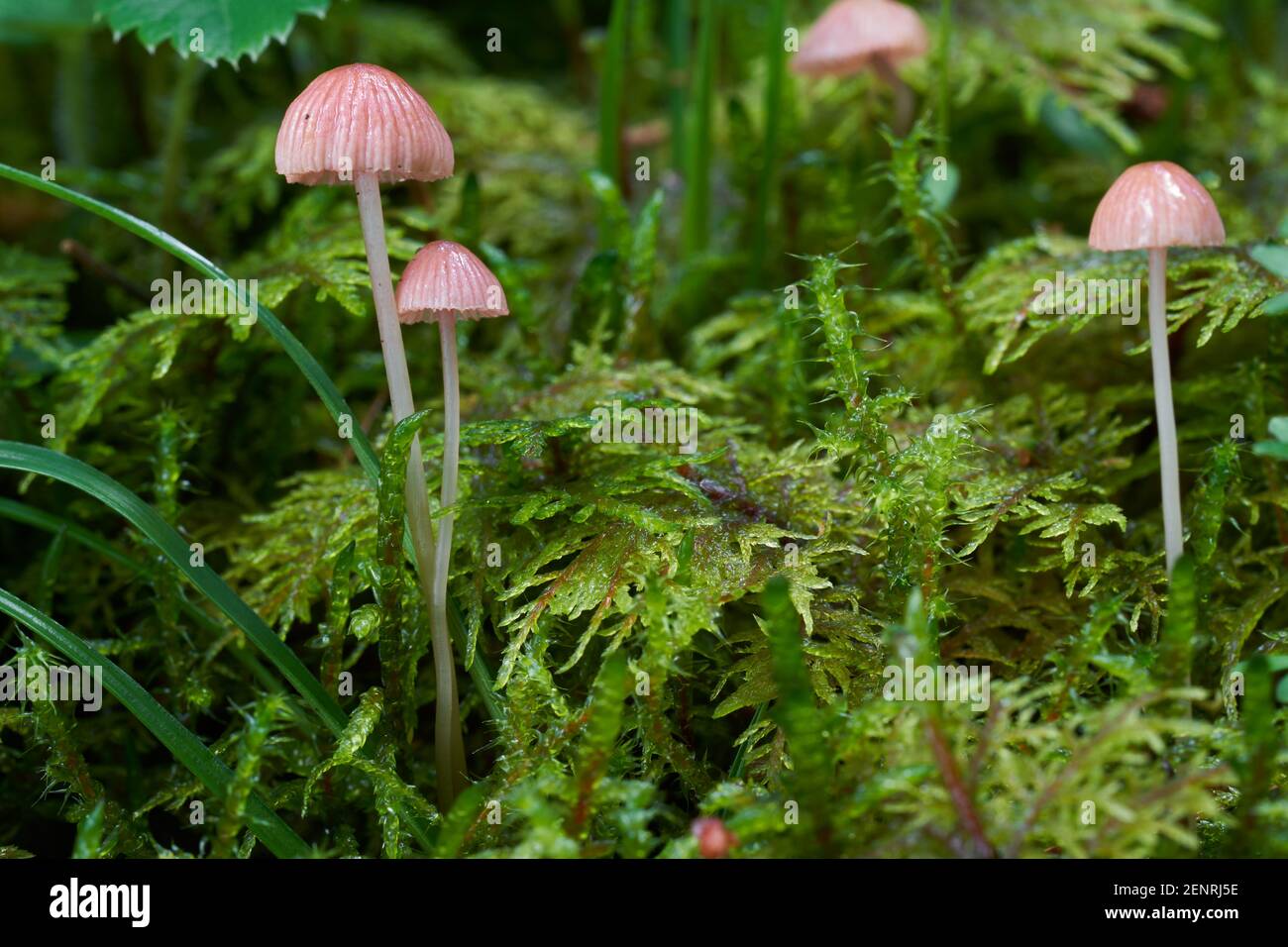 Pink bonnets hi-res stock photography and images - Alamy