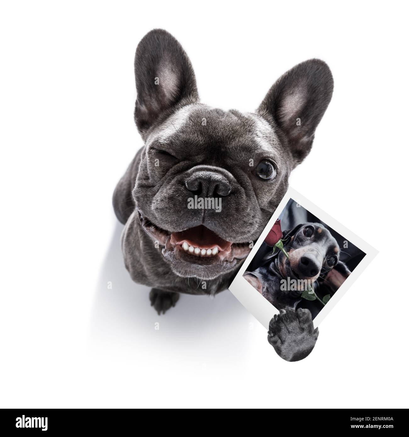 super funny french bulldog dog holding a photograph with old retro ...