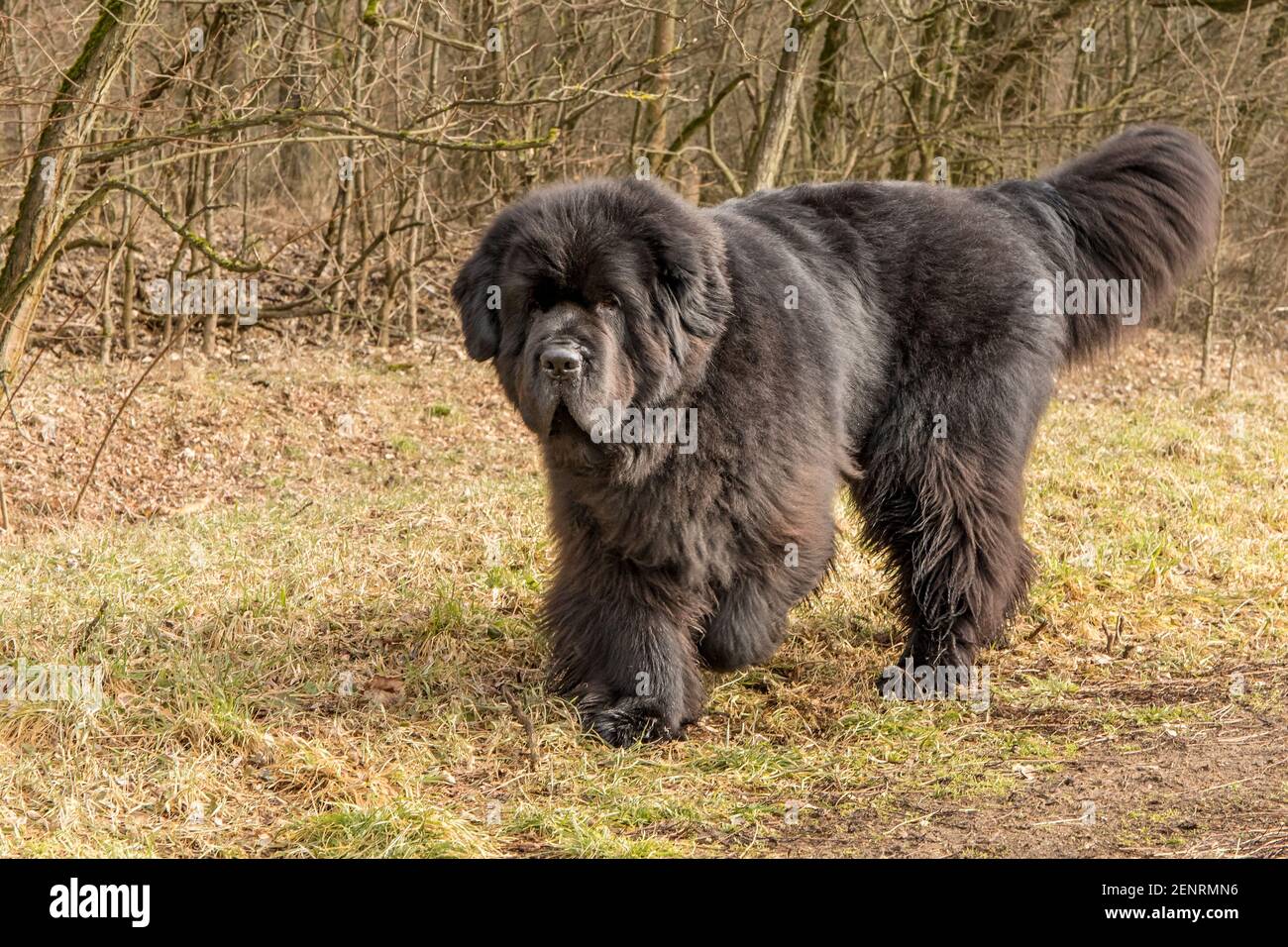 Newfoundland dog breed in an outdoor. Spring walk with a dog. Big dog ...