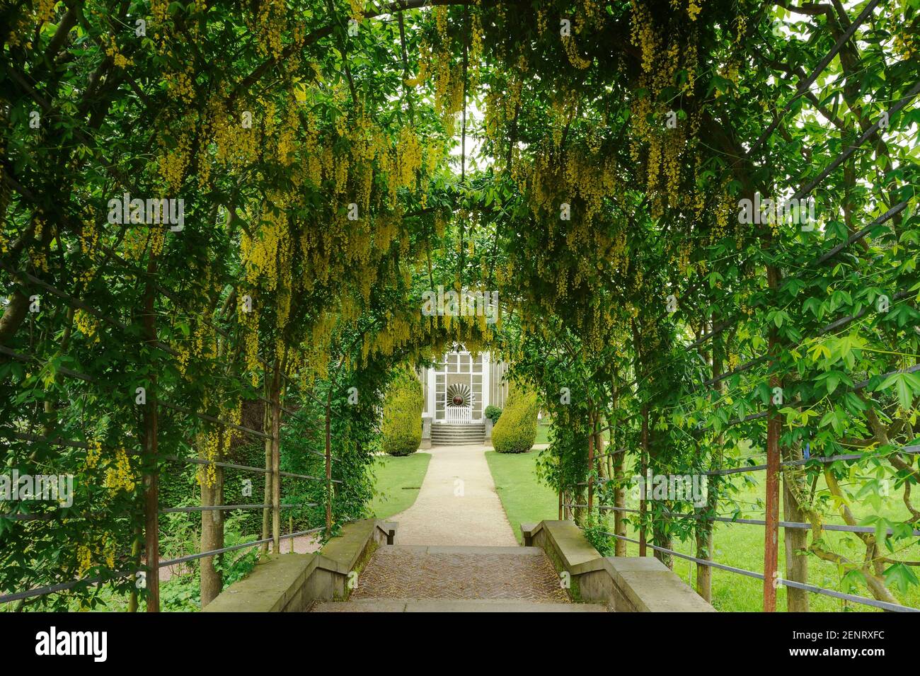 Laburnum growing on an archway over steps in the gardens of Chatsworth ...