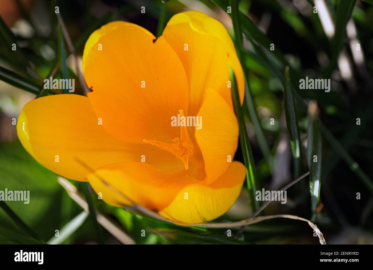 Cheery yellow bloom hi-res stock photography and images - Alamy