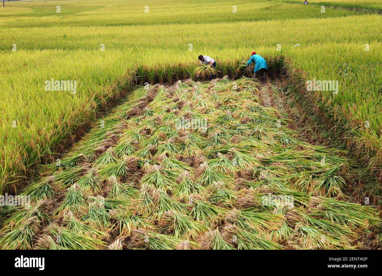 Chongqing,CHINA-The rice in the countryside of Qianjiang District of ...