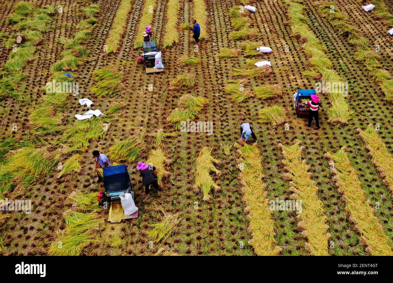 Chongqing,CHINA-The rice in the countryside of Qianjiang District of ...