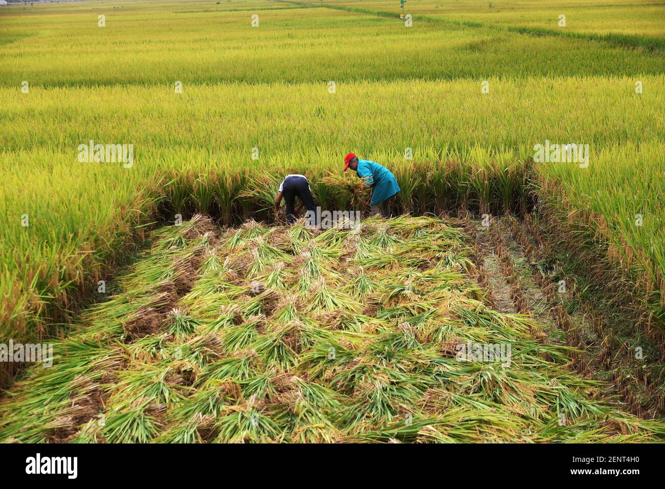 Chongqing,CHINA-The rice in the countryside of Qianjiang District of ...