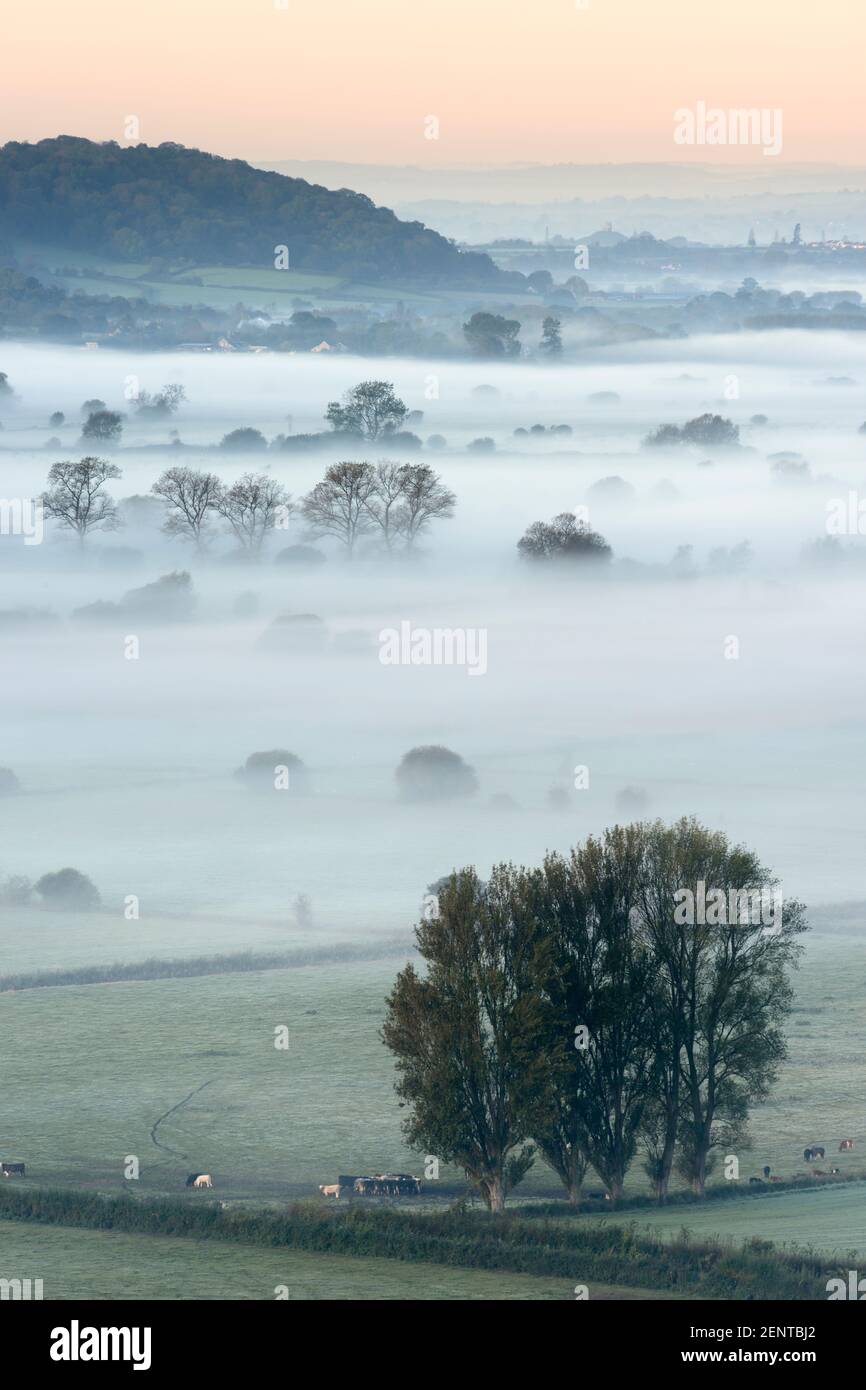 Mist shrouded fields at dawn on the Somerset Levels, UK Stock Photo - Alamy