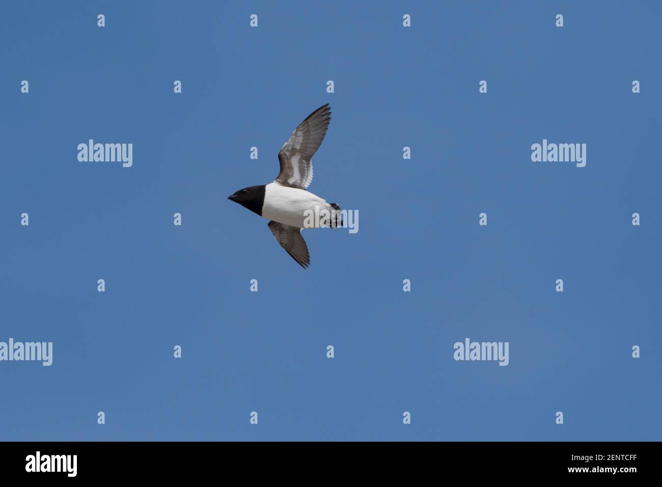 A little auk, Alle alle, in flight Stock Photo - Alamy