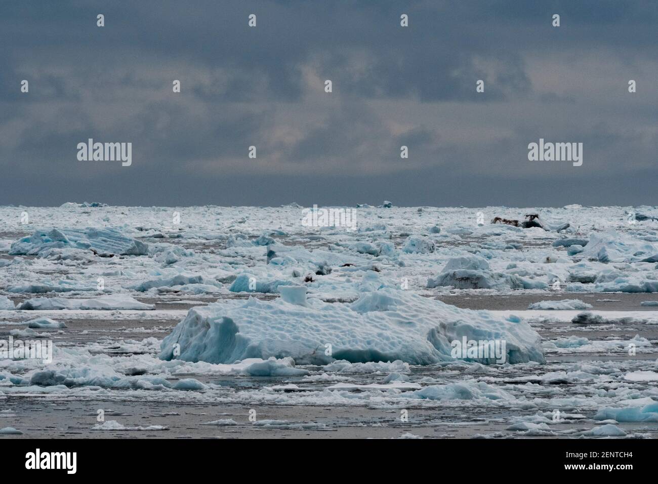 Ice floes in the Erik Eriksenstretet, strait separating Kong Karls Land ...