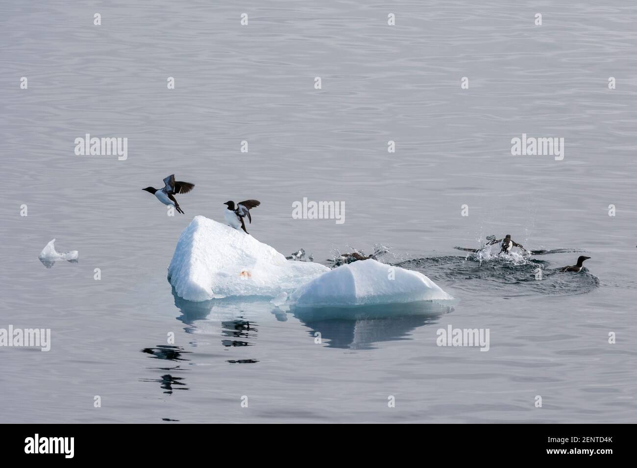 Ice floes in the Erik Eriksenstretet, strait separating Kong Karls Land ...