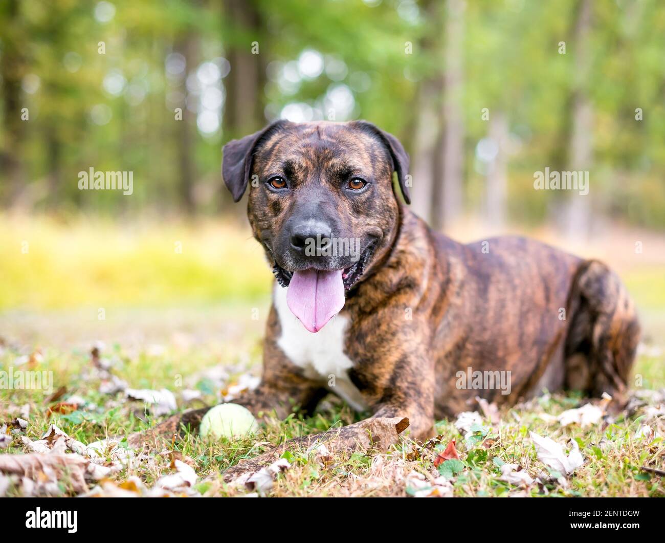 A brindle and white mixed breed dog lying in the grass with a ball ...