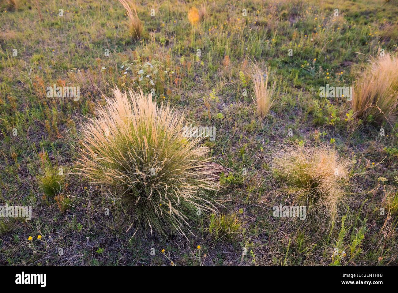 Pampas grass environment in Pampas plain, La Pampa province, Patagonia ...