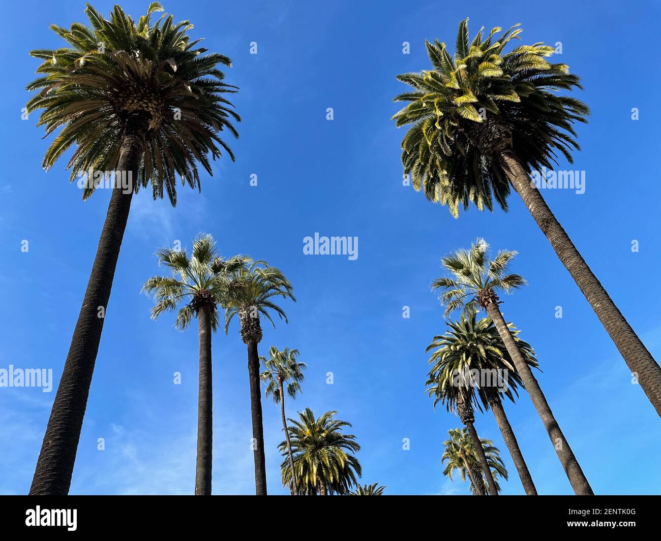 Washingtonia robusta palm tree hi-res stock photography and images - Alamy