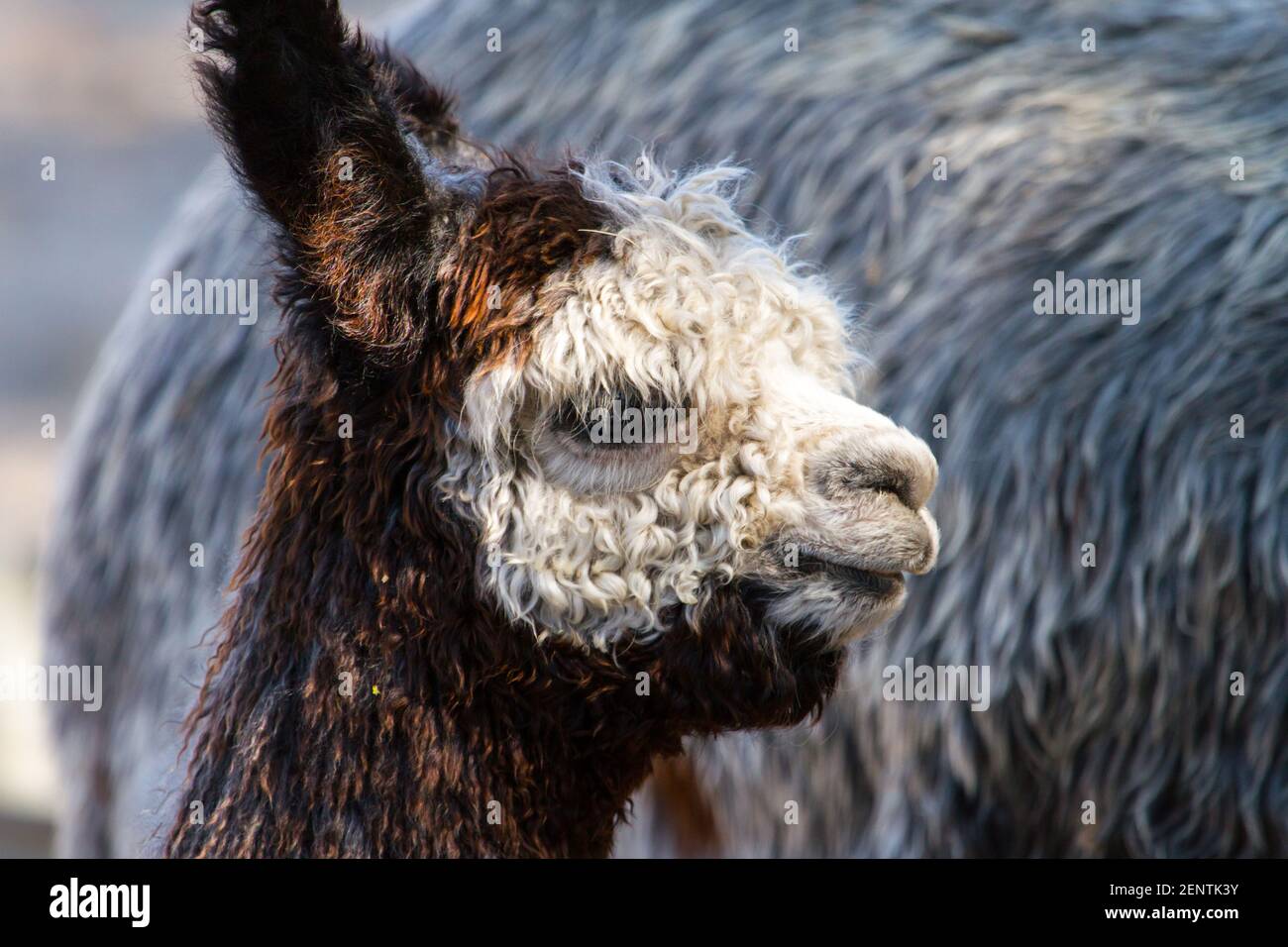 Close-up of a cute baby Alpaca. Alpacas were domesticated for their ...