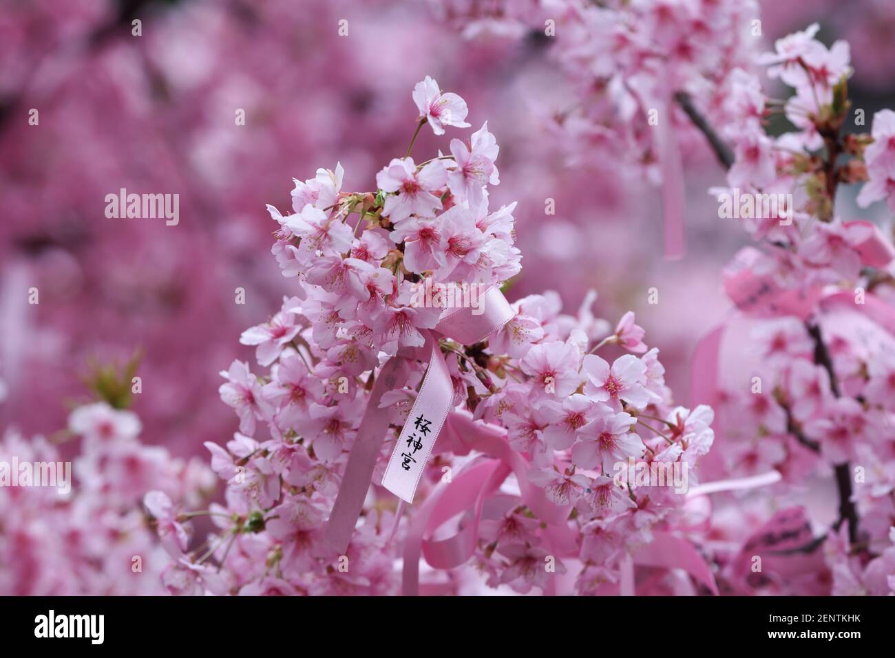 Sakura Is The National Flower Of Japan at Damon Larmon blog