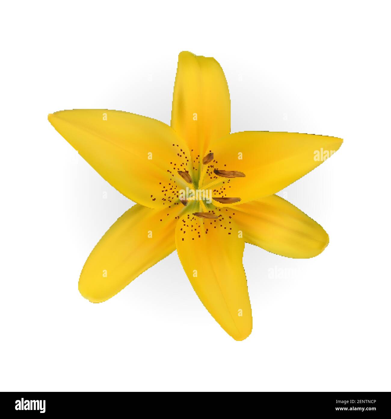 Lilium flower Stock Vector Images - Alamy