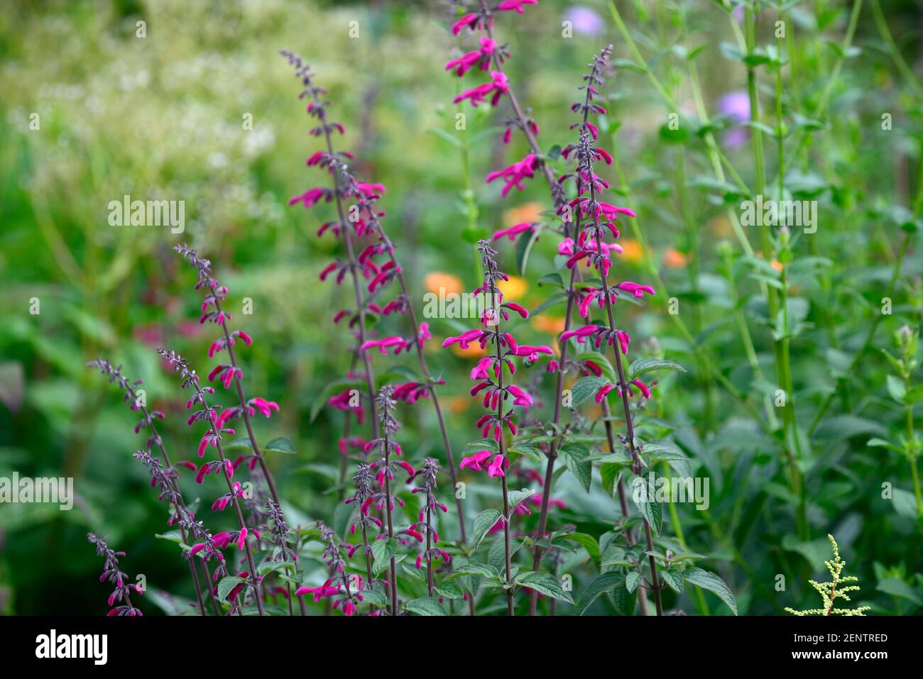 Salvia curviflora,pink flowers,flower,flowering,perennial salvia ...
